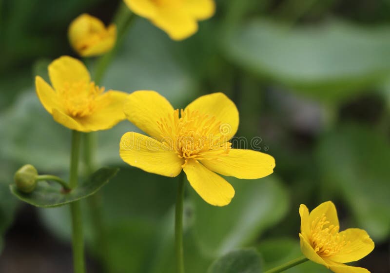 Caltha Palustris (marsh Marigold) Stock Photo - Image of botany, water ...
