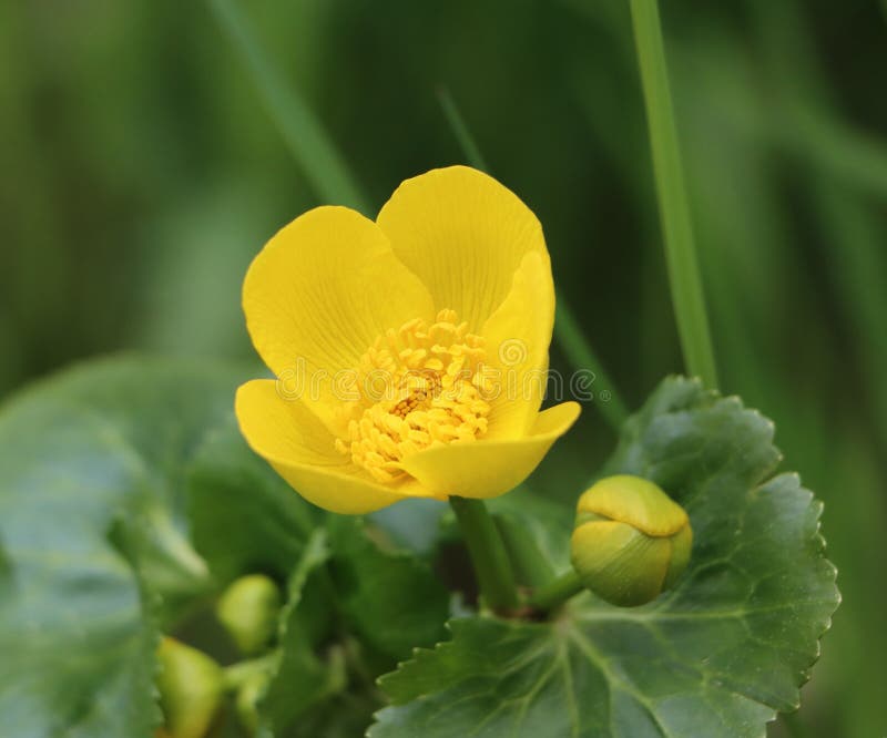 Caltha Palustris is a Perennial Plant, Widely Found in Poland. Stock ...
