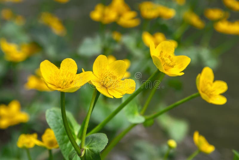 Caltha Palustris Yellow Flowers Stock Photo - Image of beauty ...