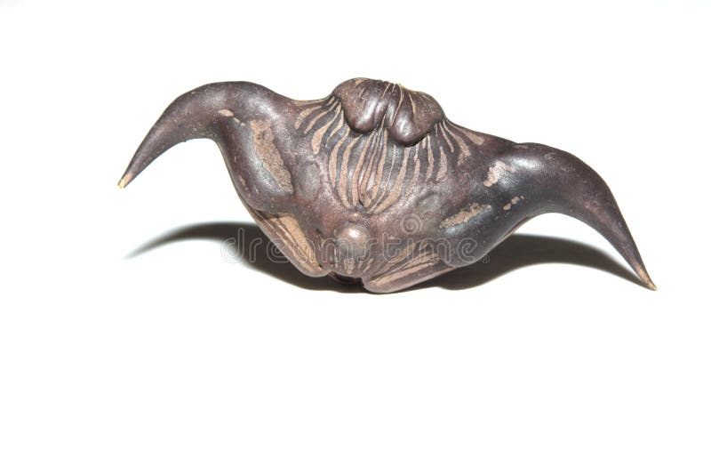 Caltrop stock photo. Image of delicious, detailed, angular - 12991786