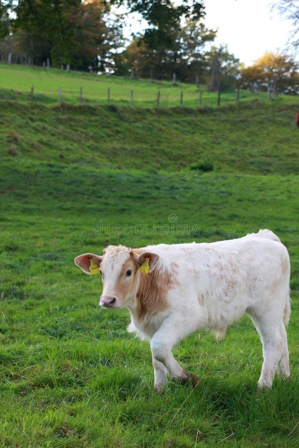 Calv on pasture stock image. Image of meadow, agriculture - 12450275