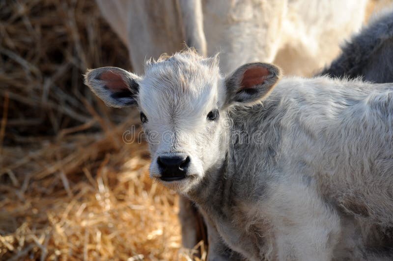Calve stock image. Image of calves, farm, side, ranch - 38564763