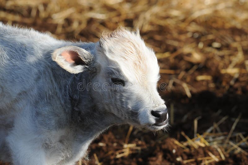 Calve stock image. Image of side, ranch, young, calf - 38564821