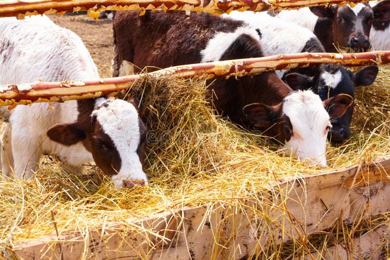 Calves stock image. Image of food, horned, large, animals - 14487179
