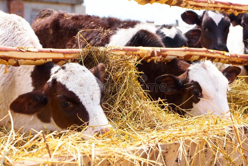Friendly cattle on straw stock photo. Image of graze - 14116526