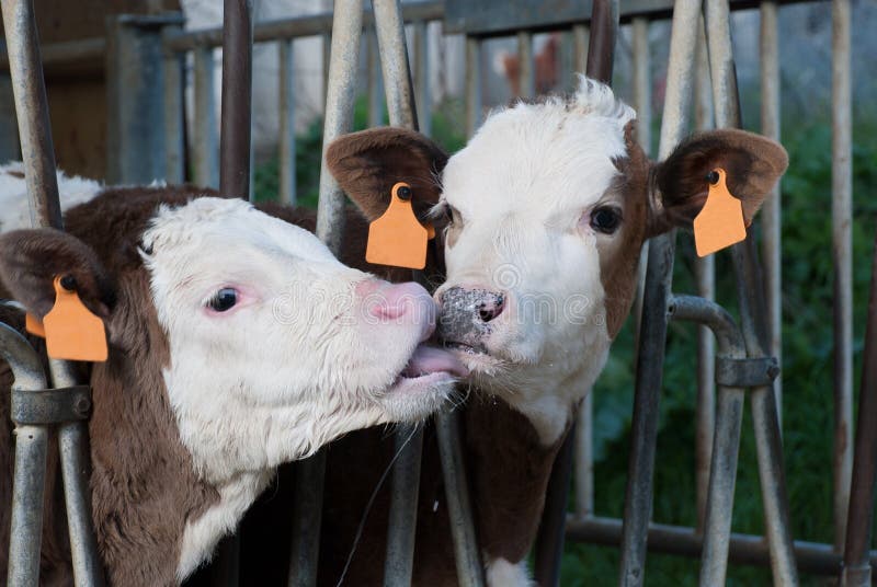 Pumpkins ready for harvest stock image. Image of gourd - 3399301