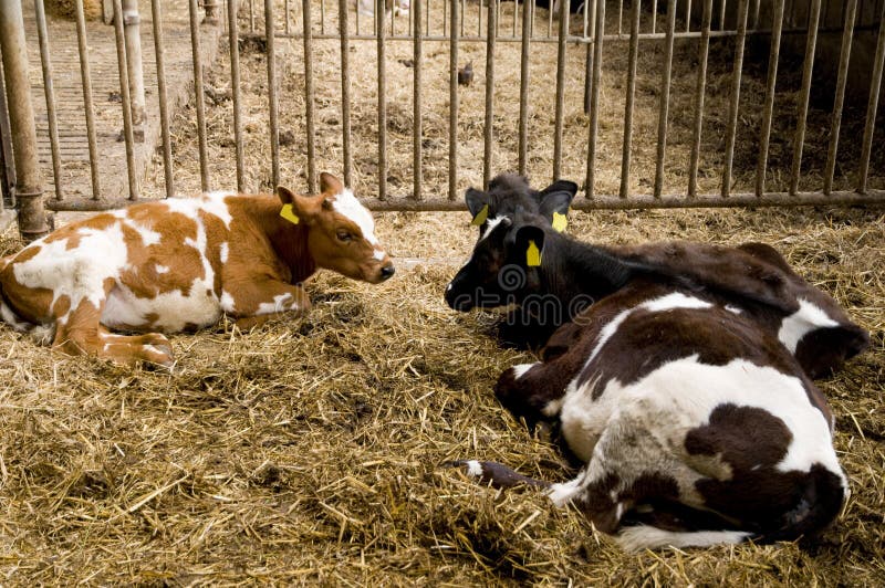 Calves stock photo. Image of indoor, black, brown, white - 5776518