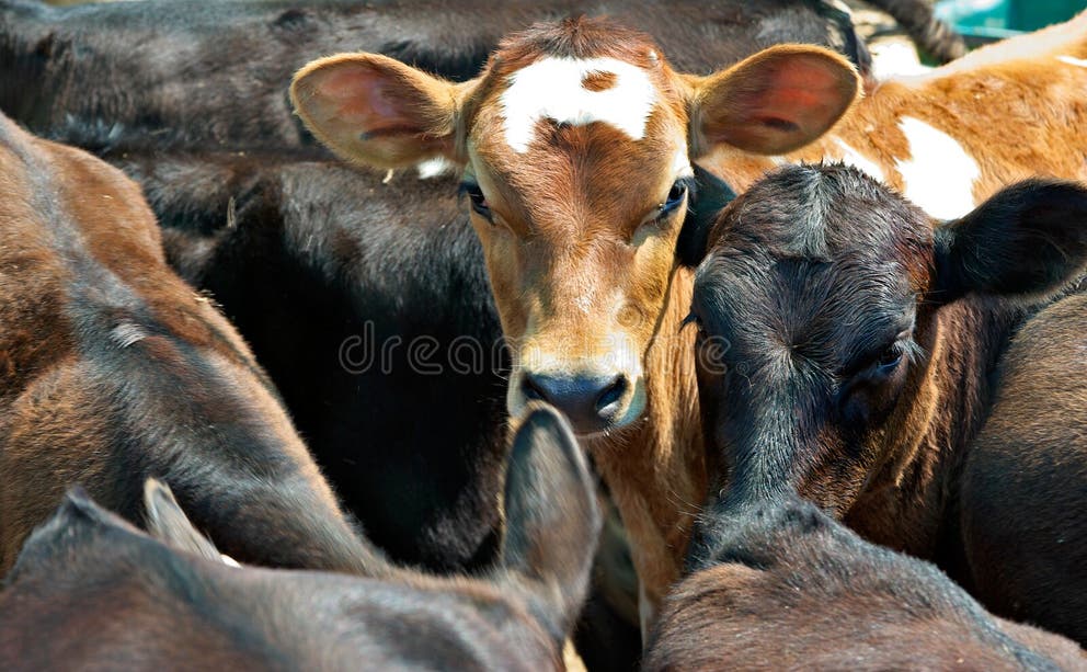 Calves or Cows in a Feedlot Stock Image - Image of crowded, cows: 3997183