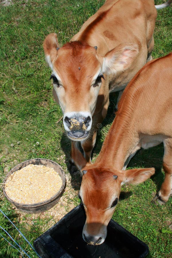 Calves eating. stock image. Image of licking, tongue, babies - 7077881