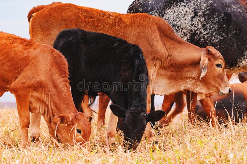 Calves Eating Grass on the Pasture of a Farm Stock Photo - Image of ...