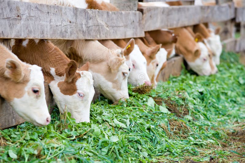 Calves Eating Green Rich Fodder Stock Photo - Image of husbandry, farm ...
