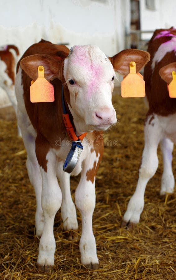Calves farm 2 stock photo. Image of industry, barn, standing - 44018864