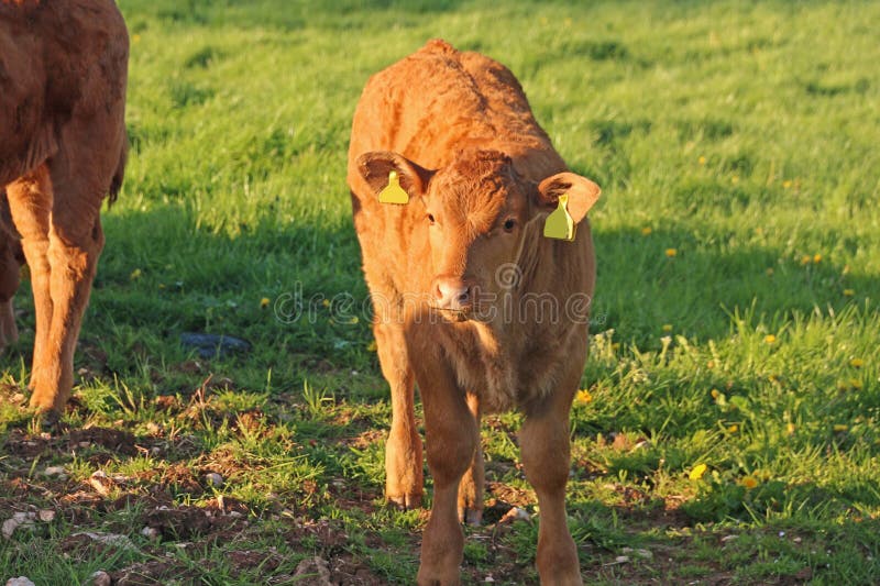 Calves in a field stock photo. Image of cows, animals - 278009414