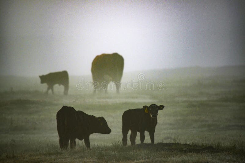 Calves in Foggy Posture Beef Cattle Stock Photo - Image of calves ...