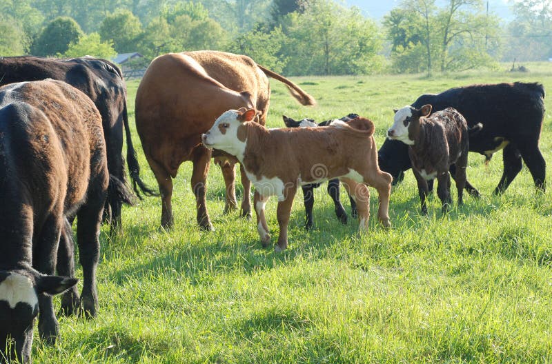 Baby Calves Playing Field Photos - Free & Royalty-Free Stock Photos ...