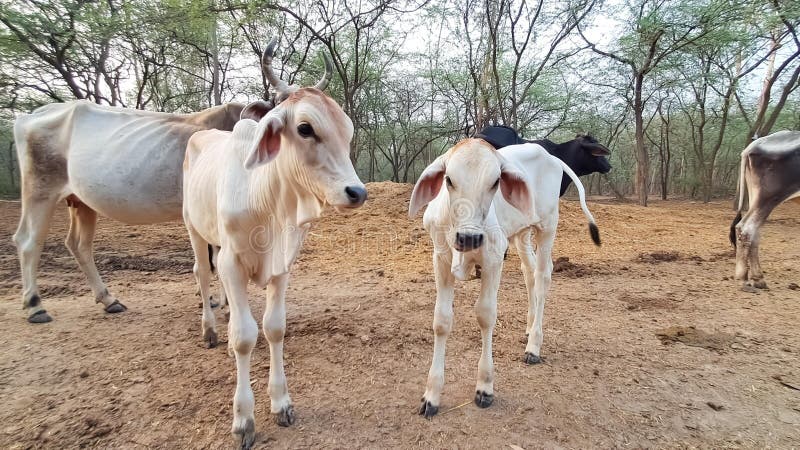 Calves. Indian Calf and Cows. Stock Image - Image of cows, little ...
