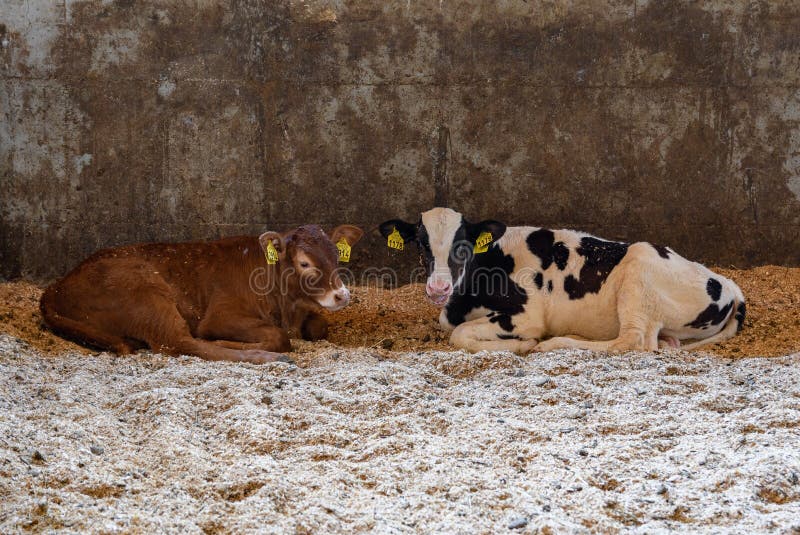 Two Calves Resting in Barn at a Farm. Stock Image - Image of barn, veal ...