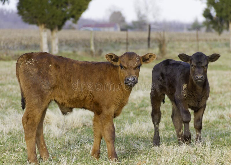 Calves looking at camera stock photo. Image of farm, young - 32956084