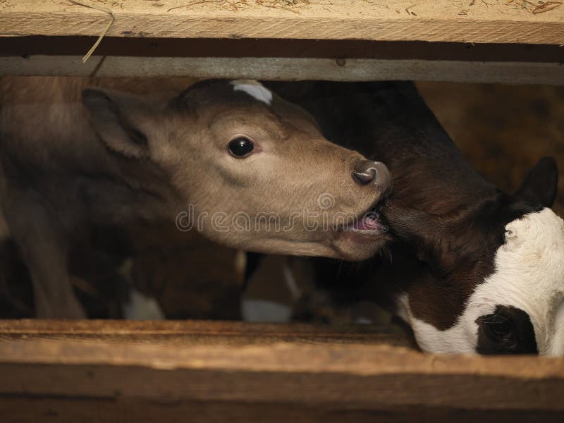 Calves in the paddock stock image. Image of farm, calves - 173873705