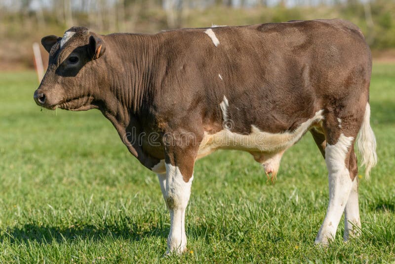 Calves in a Pasture in Spring. Stock Image - Image of agriculture, cute ...