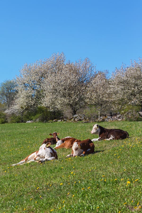 Calves Resting in Rural Landscape Stock Photo - Image of field, nature ...
