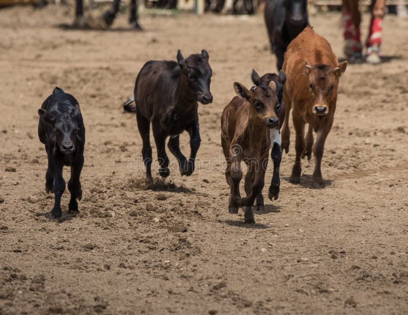 Calves stock image. Image of nature, cattle, breed, hairy - 71828307