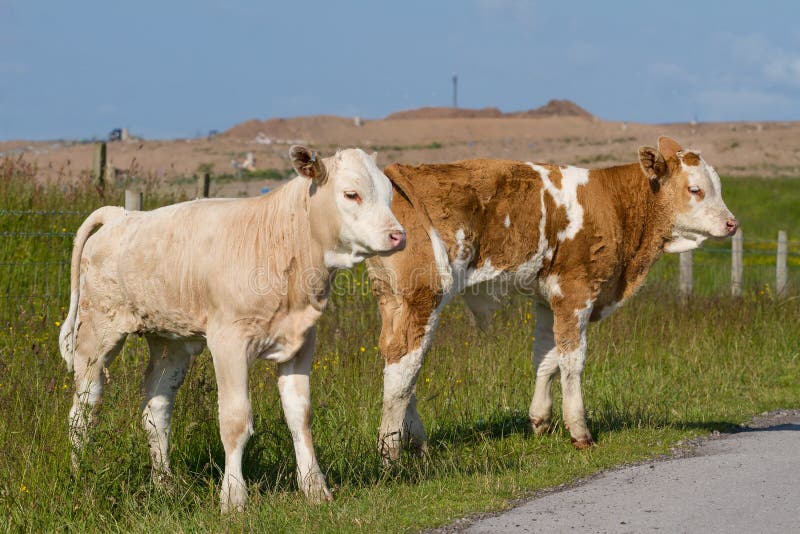 Calves stock photo. Image of meadow, dairy, grassland - 50739822