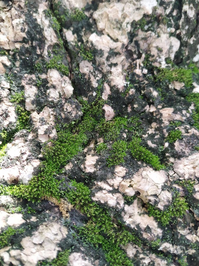 Calymperes Tenerum Stock Photos - Free & Royalty-Free Stock Photos from ...