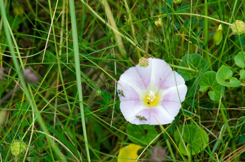Calystegia flower stock image. Image of beautiful, grass - 39424407