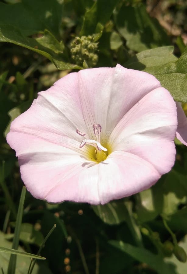 Calystegia Pubescens, Commonly Known As Japanese Bindweed, is a Species ...