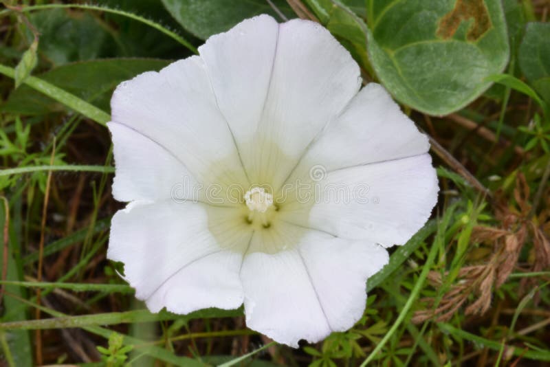 Calystegia Sepium 05 stock image. Image of calystegia - 203630771