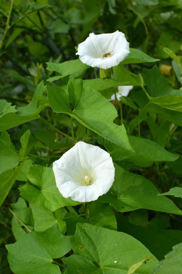 Calystegia Sepium Grows in the Wild Stock Photo - Image of beauty ...
