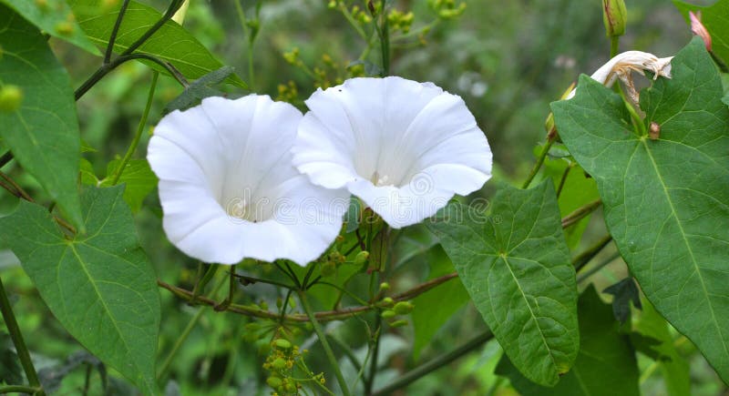 Calystegia Sepium Grows in the Wild Stock Image - Image of outdoor ...