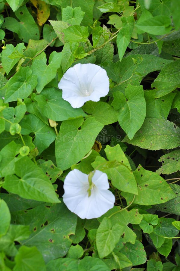 Calystegia Sepium Grows in the Wild Stock Photo - Image of weed, bugle ...