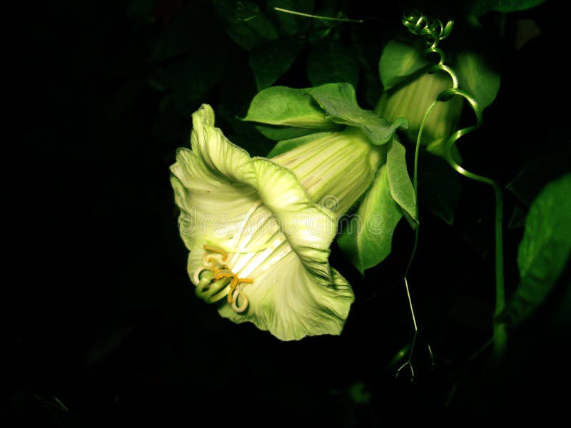 Calystegia Silvatica (convolvulus) Stock Photo - Image of flowers ...