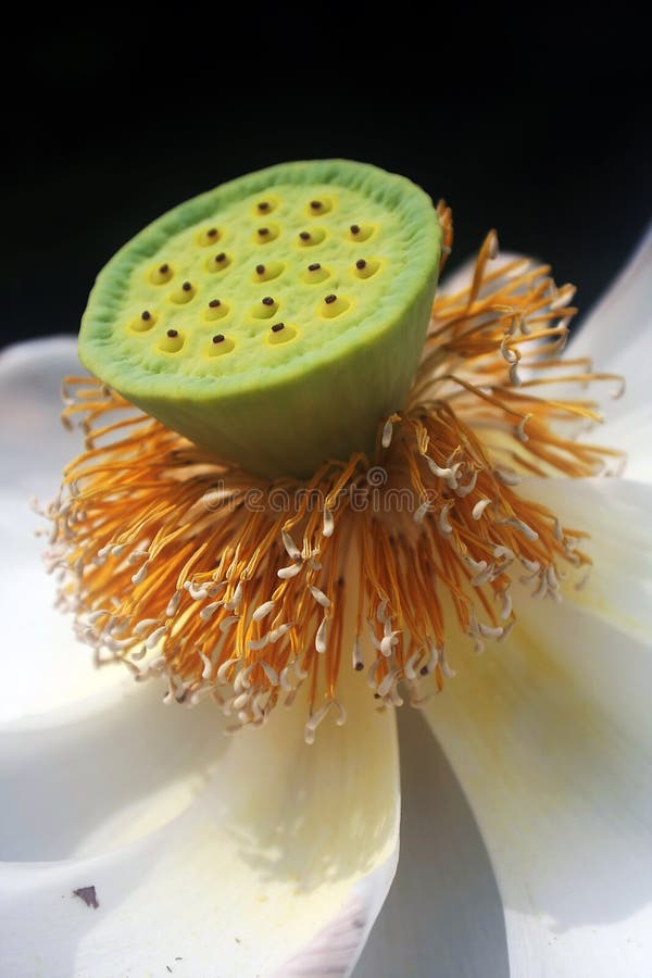 Calyx stock image. Image of lily, flower, painted, life - 29442331