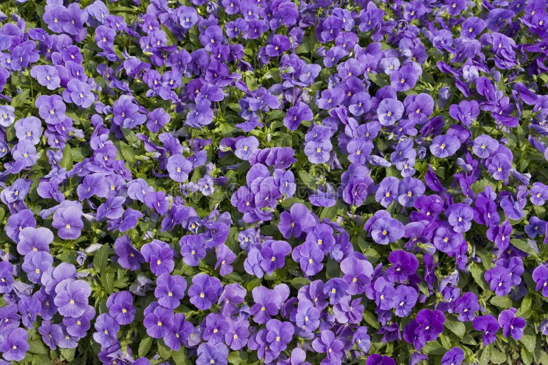 Cama Del Jardín Con Las Flores Violetas Imagen de archivo - Imagen de ...