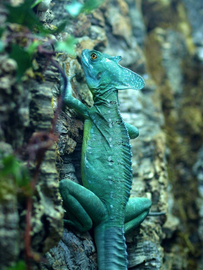 Camaleão camuflado verde foto de stock. Imagem de réptil - 50139948