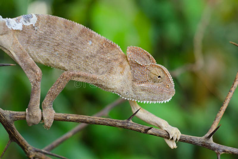 Camaleones O Chamaeleons Chamaeleonidae Foto de archivo - Imagen de ...