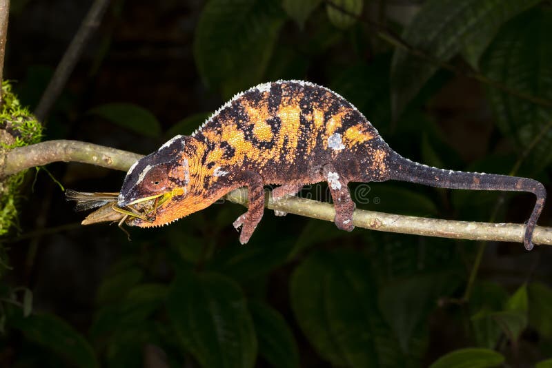Pantera Que Come La Carne Fresca En Jaula Del Parque Zoológico Imagen ...