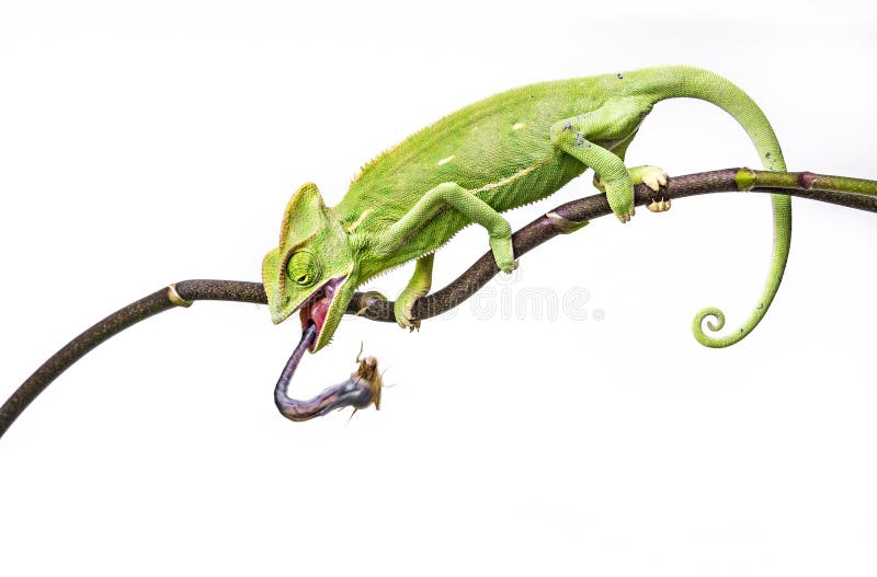 Camaleón Que Come El Insecto Imagen de archivo - Imagen de animal ...