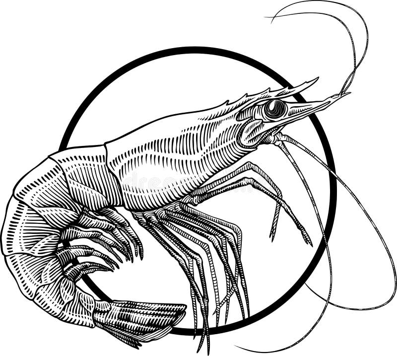 Camarón ilustración del vector. Ilustración de grabado - 19548973