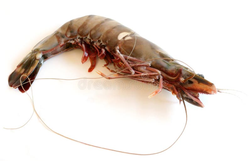 Camarón imagen de archivo. Imagen de dieta, primer, crudo - 3858245