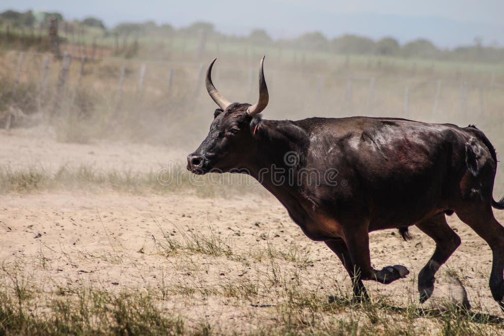 Camargue czerni byk obraz stock. Obraz złożonej z południe - 57279701
