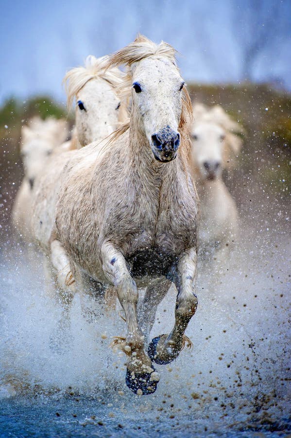Camargue Horses Action stock image. Image of landscape - 292918207