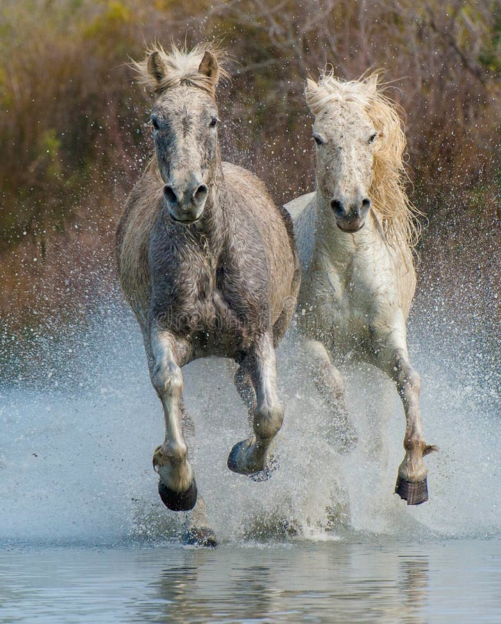 Camargue Horses Action stock image. Image of animal - 292918213
