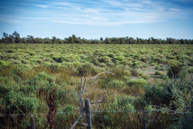 Camargue Landscape, Provence Stock Image - Image of south, france ...