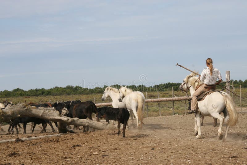 Camargue-Pferde & -Bullen stockbild. Bild von mitfahrer - 3133615
