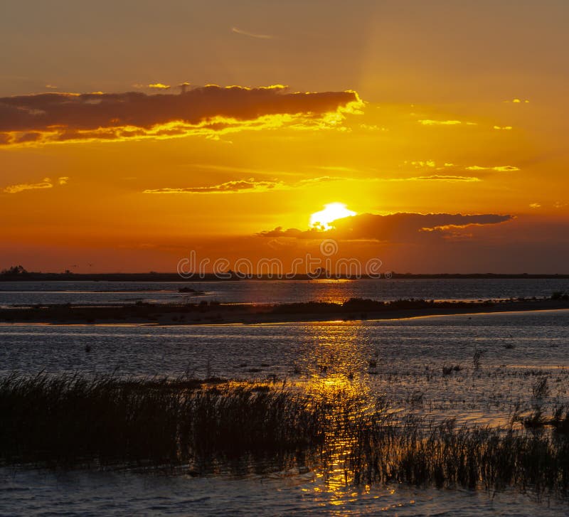 Camargue, Provence, France stock image. Image of grass - 147000077