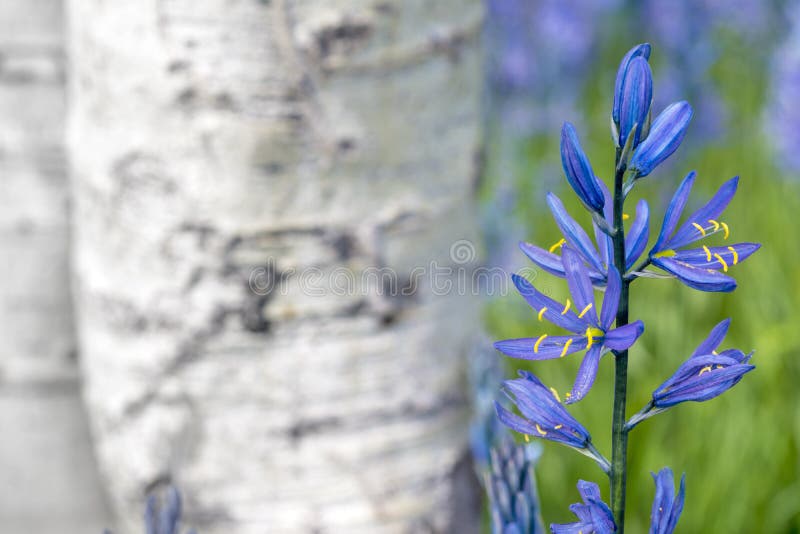 Blue Wild Flowers in a Grove of Aspen Trees Stock Image - Image of ...